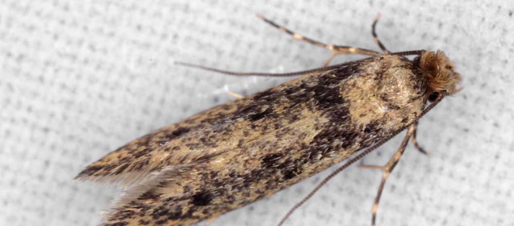 Heeft u last van motten in huis? √ BROA Vloerisolatie