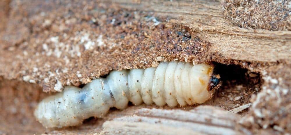 Hoe komt houtworm in uw huis? Bestrijding! √ BROA Vloerisolatie