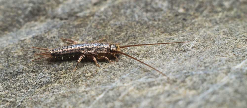 Voorbeelden ongedierte in de kruipruimte √ BROA Vloerisolatie specialist